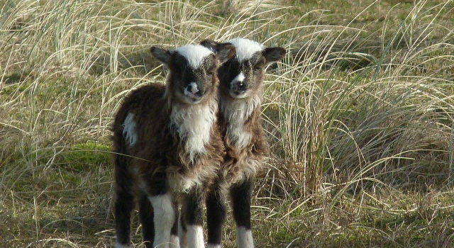 Vroege lente - VVV Vlieland