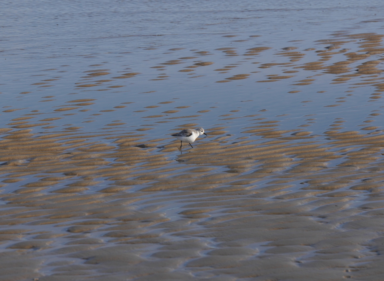 Broedseizoen - VVV Vlieland