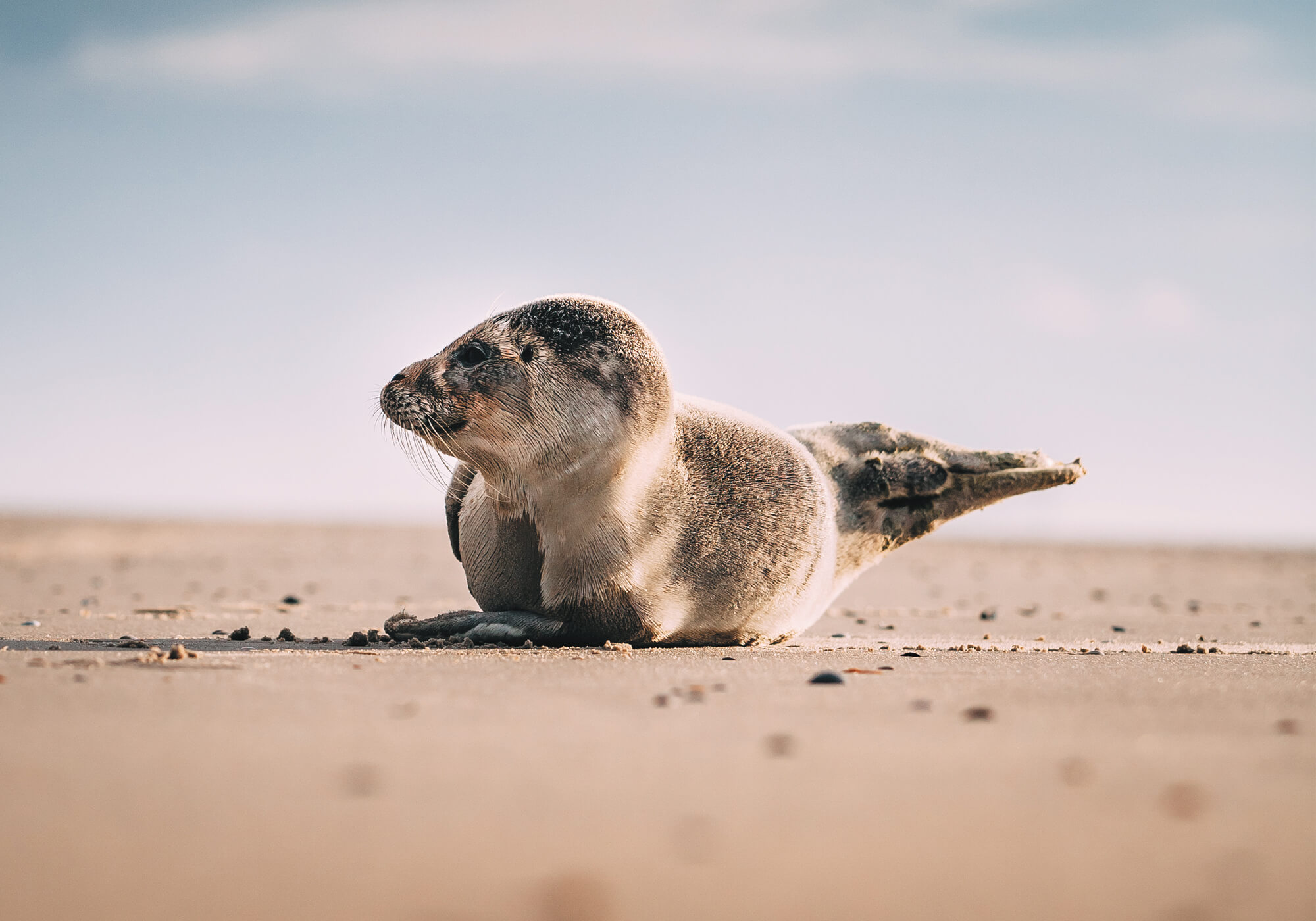 Vlieland, in je element - VVV Vlieland