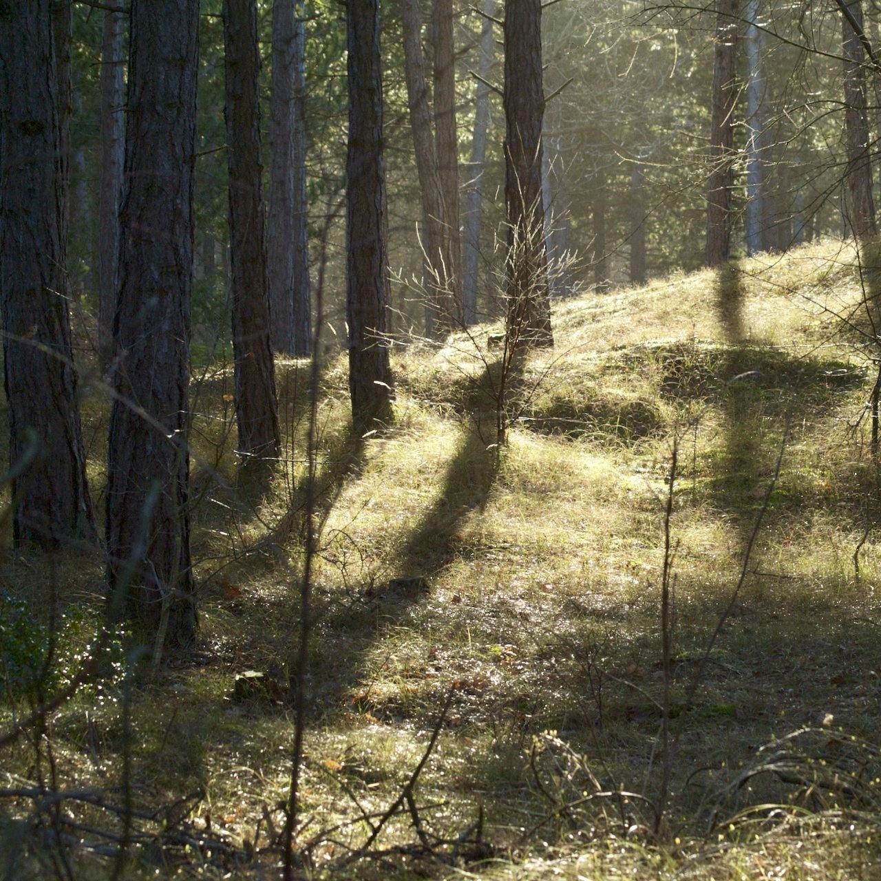 Vroege zintuigenwandeling met schrijfster Anke Kranendonk | vanaf 18 ...